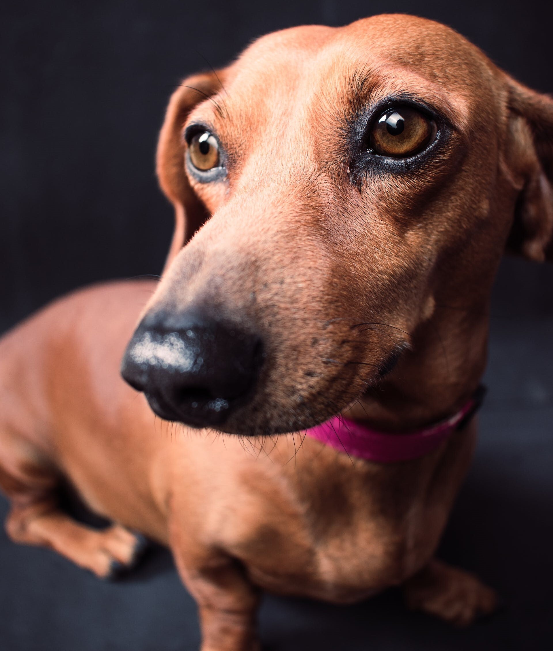 Maddie’s University | Animal Welfare Education Courses: New Mexico ...